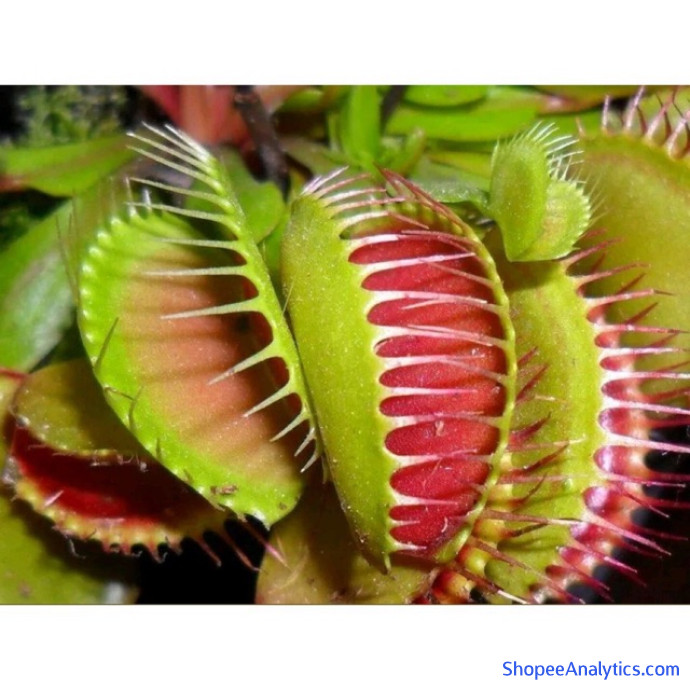 Review Chậu cây bẫy kẹp bắt mồi - Venus Flytrap